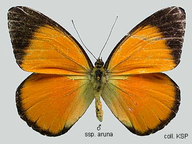 Papua Insects Foundation (Lepidoptera/Pieridae/Pierinae(Delias aruna)